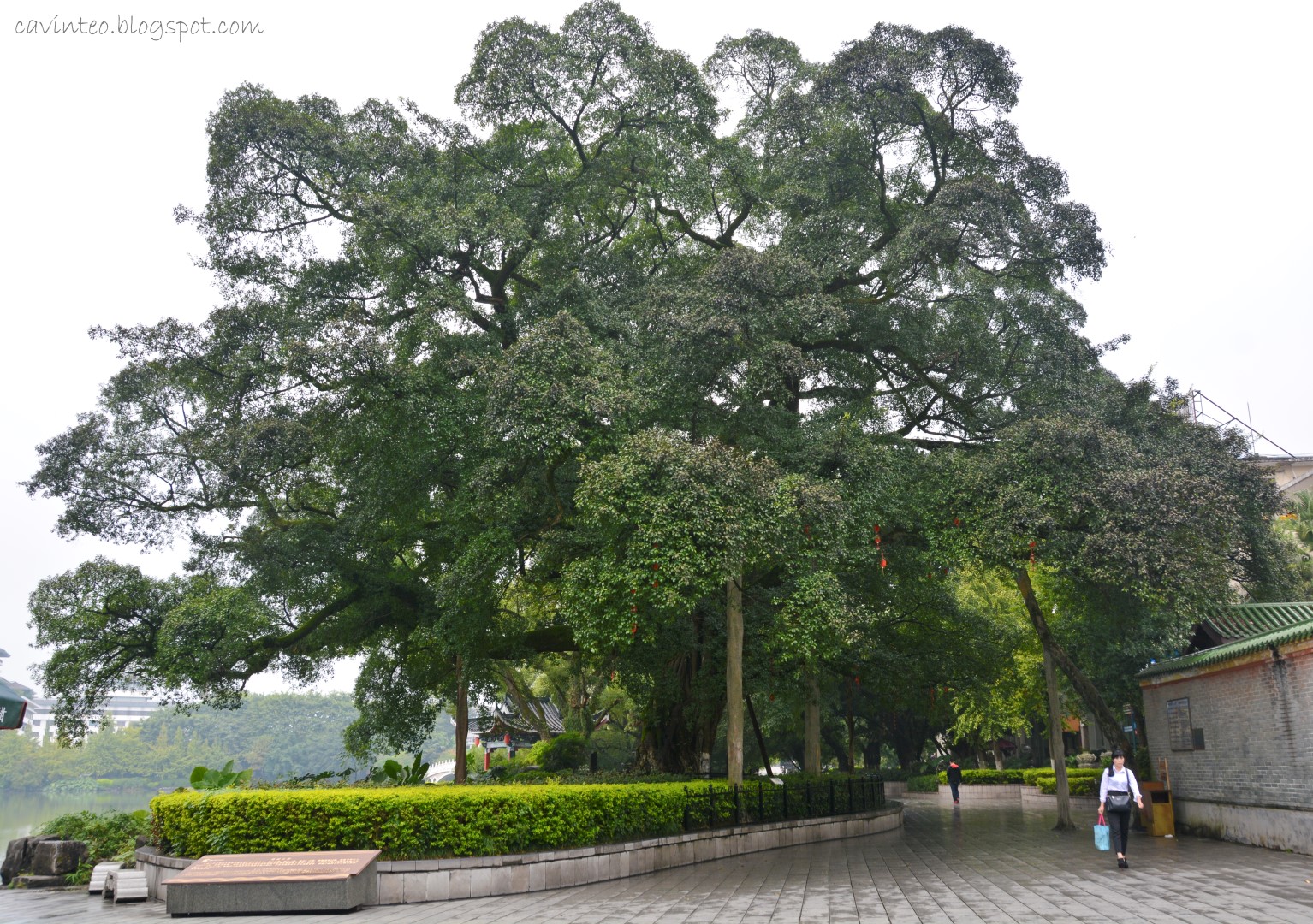 Entree Kibbles: Thousand Year Old Banyan Tree @ Guilin's Two Rivers ...