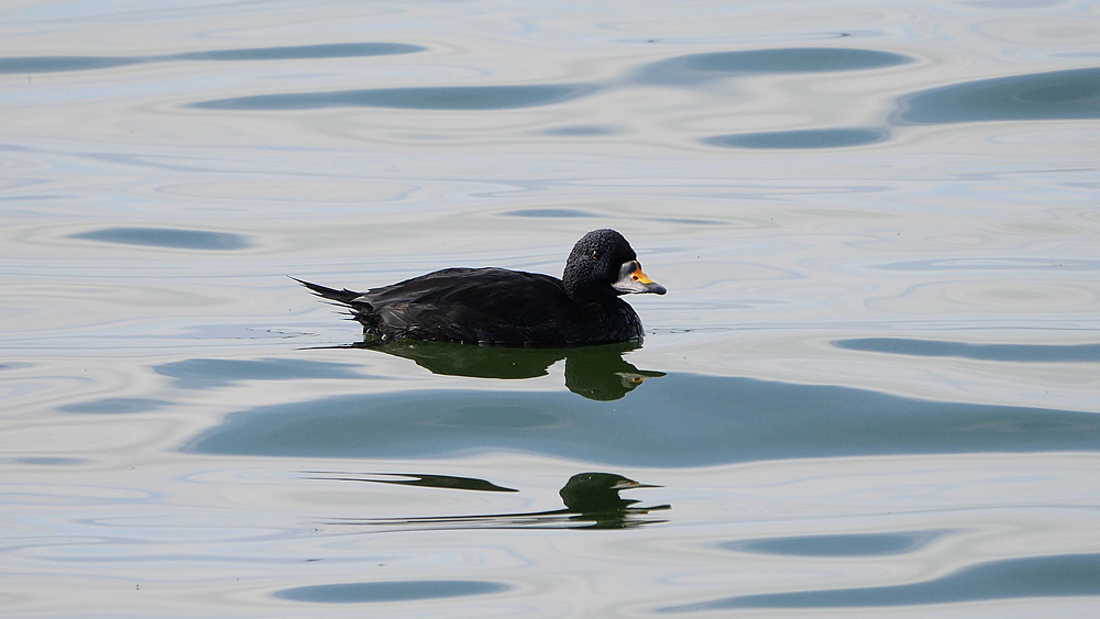 CAMBRIDGESHIRE BIRD CLUB GALLERY: Common Scoter