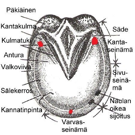 Tarun Taika: kesä, ötöt ja kengättömyys...