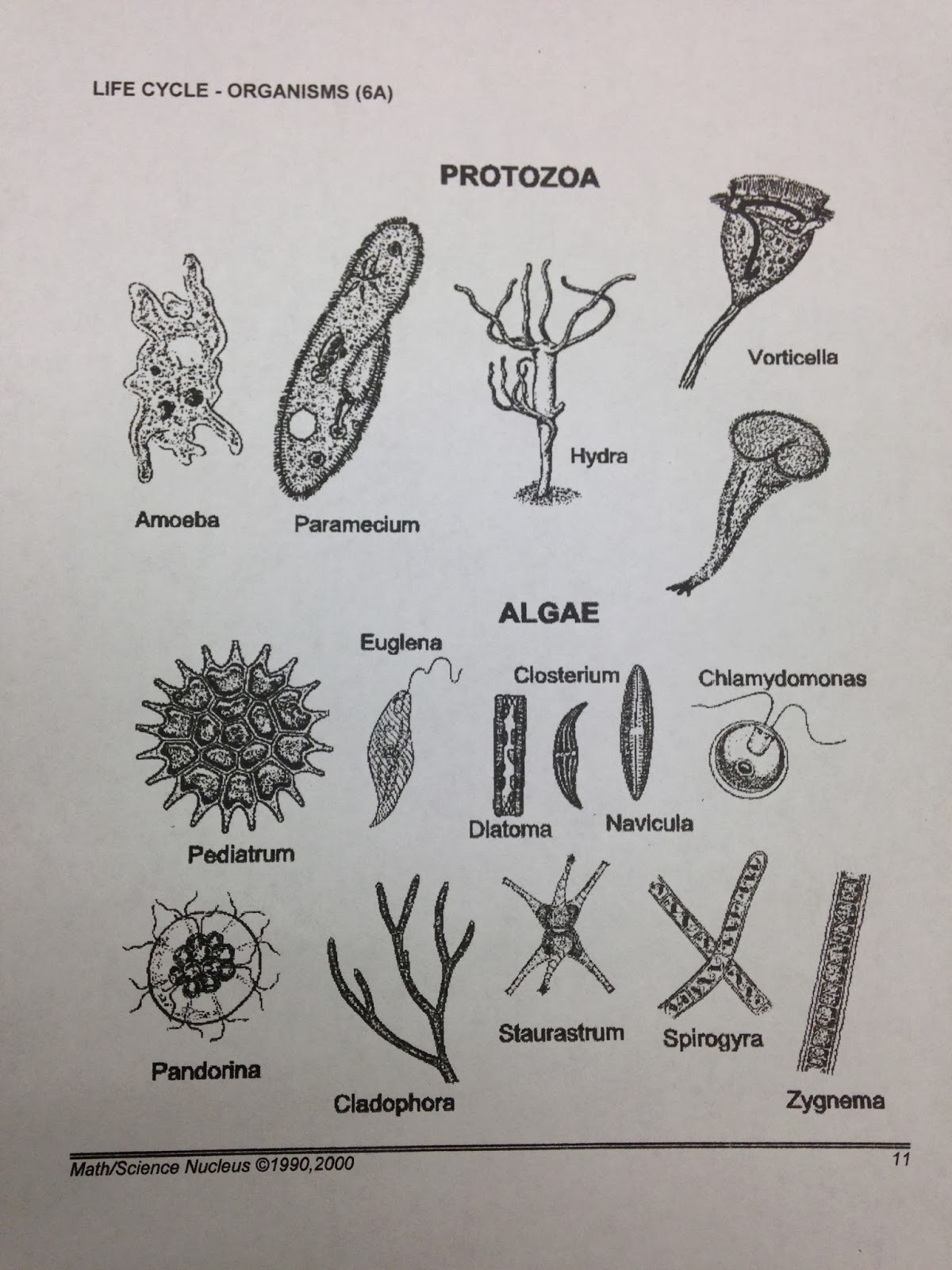 Art in Mrs. Thompson's Class: Microorganism Comic Strips