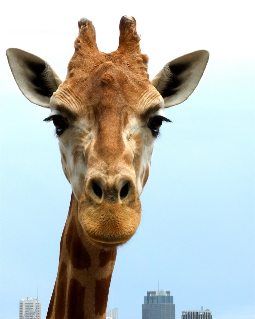 Gambar Jerapah: Kumpulan Gambar Jerapah Update