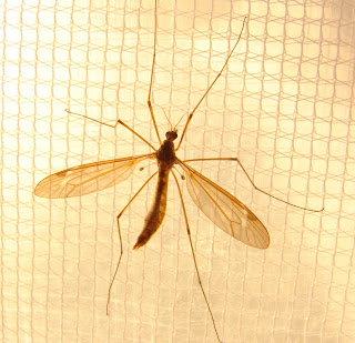 One Summer I Started a Garden: Invasion of the Mosquito Hawks