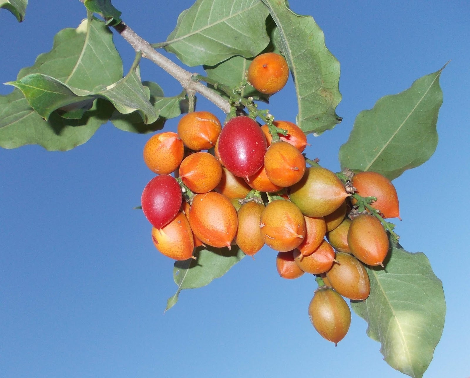 Andanças: Arbusto exótico: Tâmara Espanhola