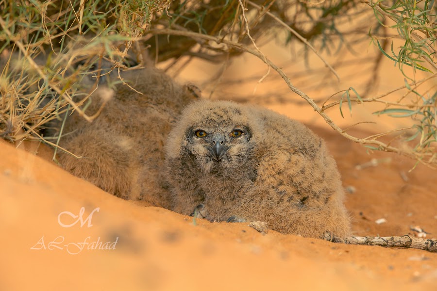 Birds of Saudi Arabia: Pharaoh Eagle Owl nest with young near Zulfi ...