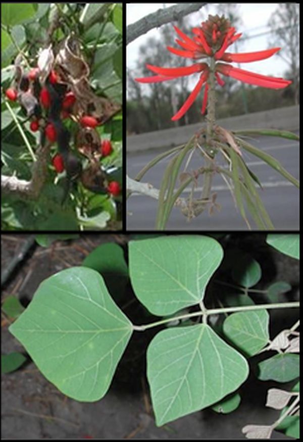 El cuexcomate: El colorín: fuente de compuestos de interés medicinal