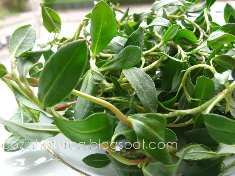 Cozinha Turca: Polygonum Cognatum (Madımak)