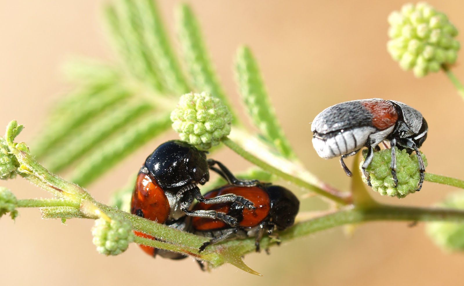 Arizona: Beetles, Bugs, Birds and more: The Yuccas of Cochise's Stronghold