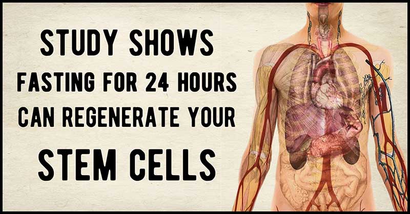 Study Shows Fasting For One Day Can Regenerate Your Stem Cells | Doctor ...
