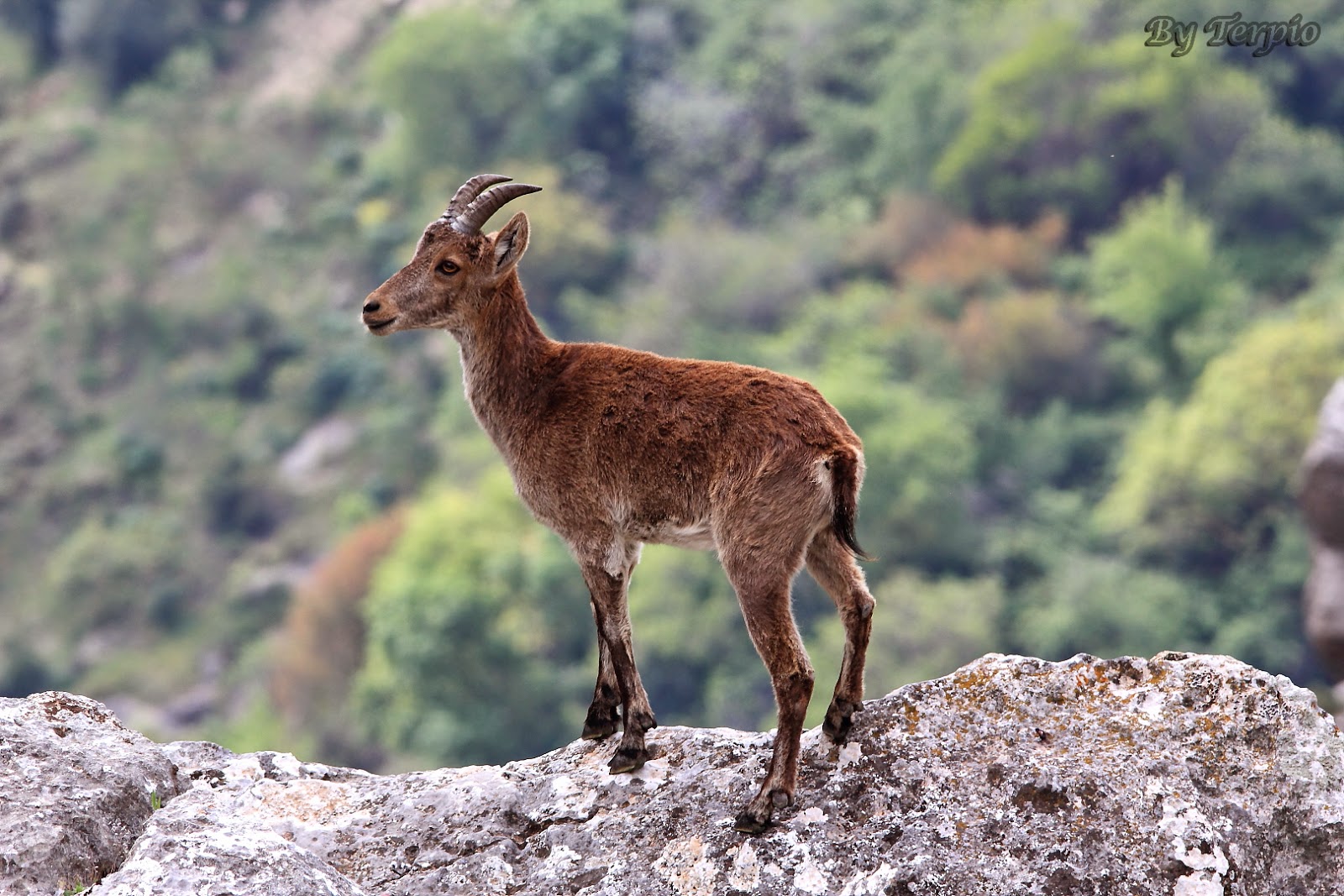 Viajes, Salidas, Naturaleza, (Fotografía).: Cabra Montés (Capra Pyrenaica).