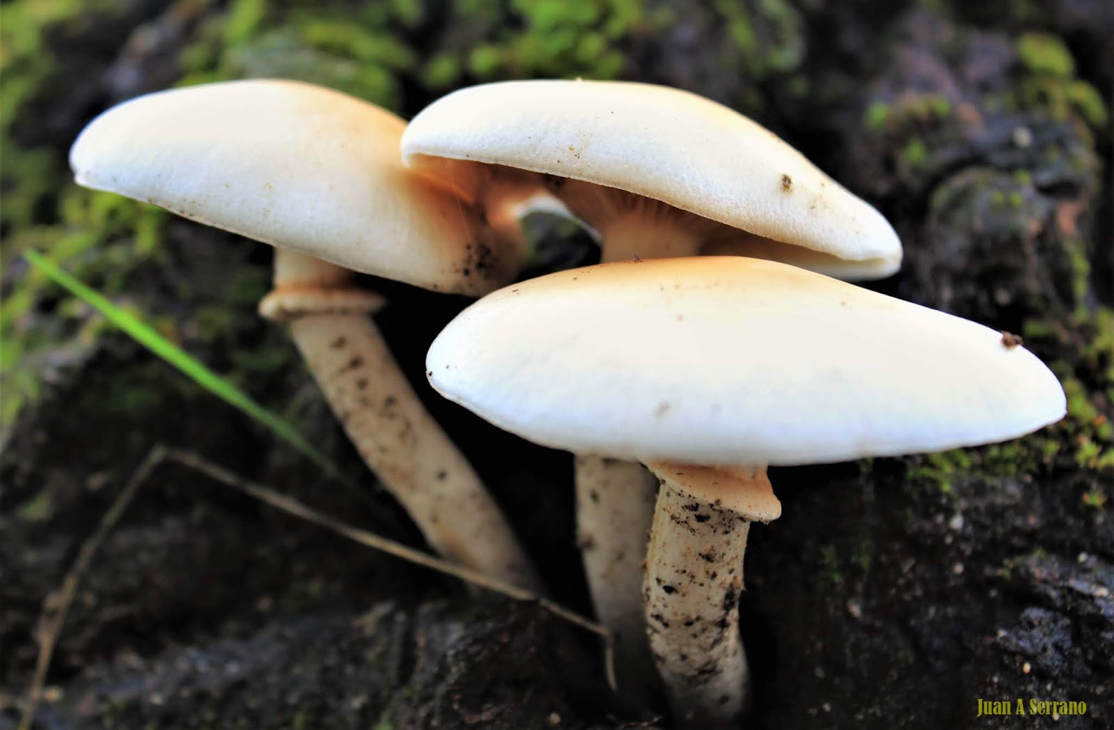 SETAS DEL VALLE DE LOS PEDROCHES: CYCLOCYBE AEGERITA. . SETA DE CHOPO