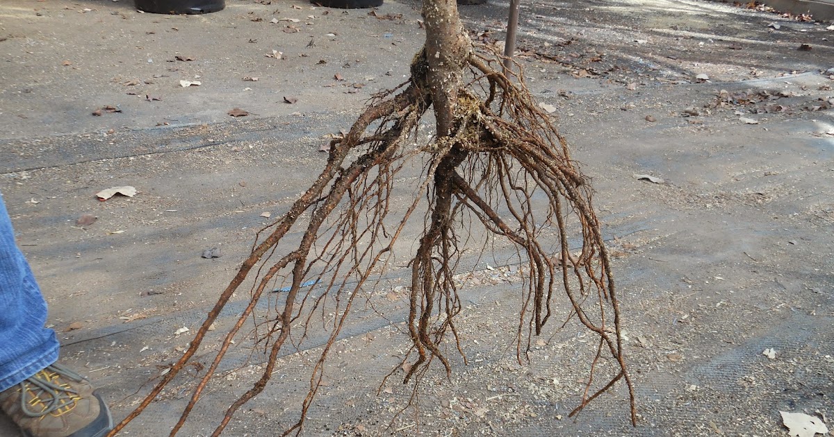 Trees That Please Nursery: Bare Root Fruit Trees Will Be Here Soon!