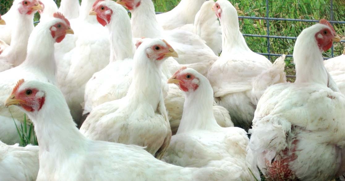 Farming Method: What is Poultry