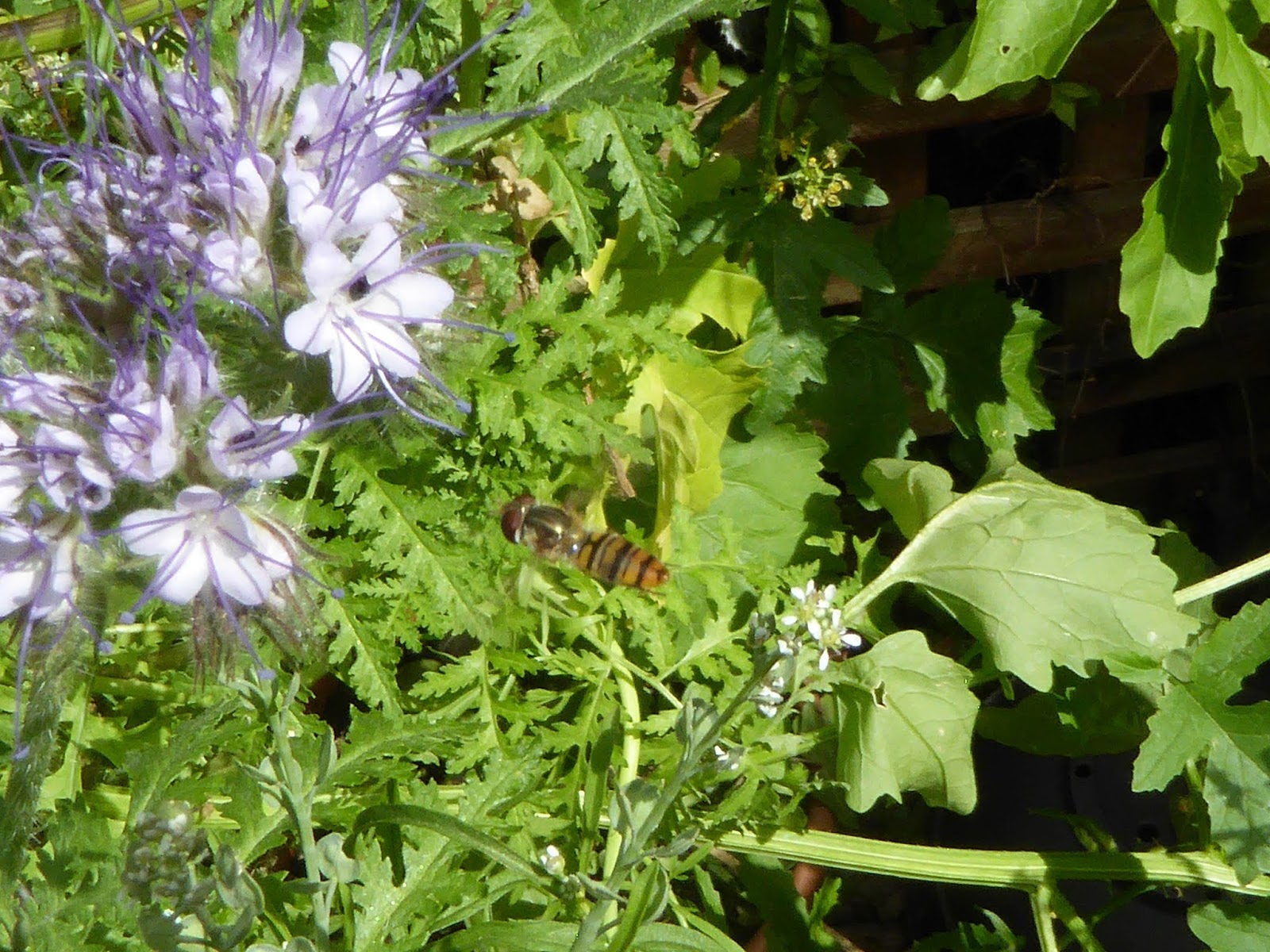 Wild and Wonderful: My BBC Springwatch SOS Wildflower Trough (5 ...