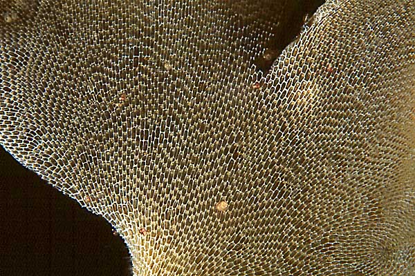 Variety of Life: Membraniporidae