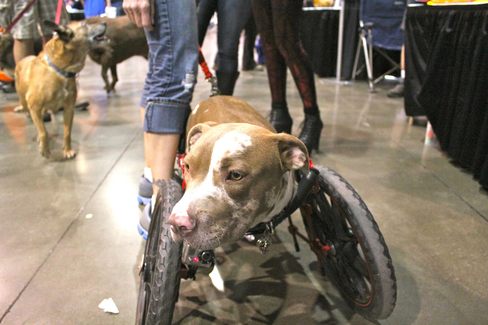 DOG PARTY!: Poppa Wheelie Dog