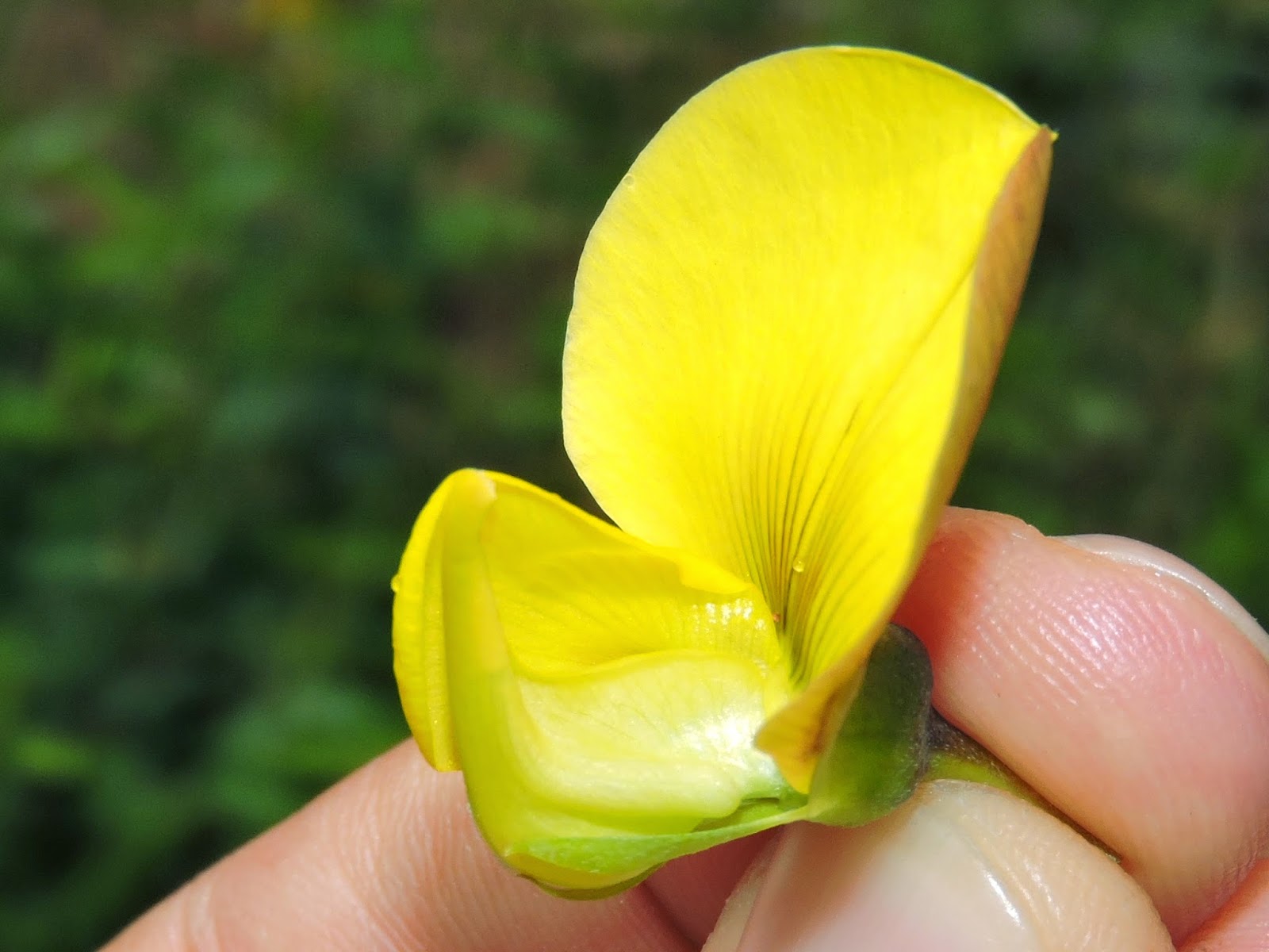 Fabaceae - Leguminosae no Brasil: Fabaceae - Crotalaria retusa L.