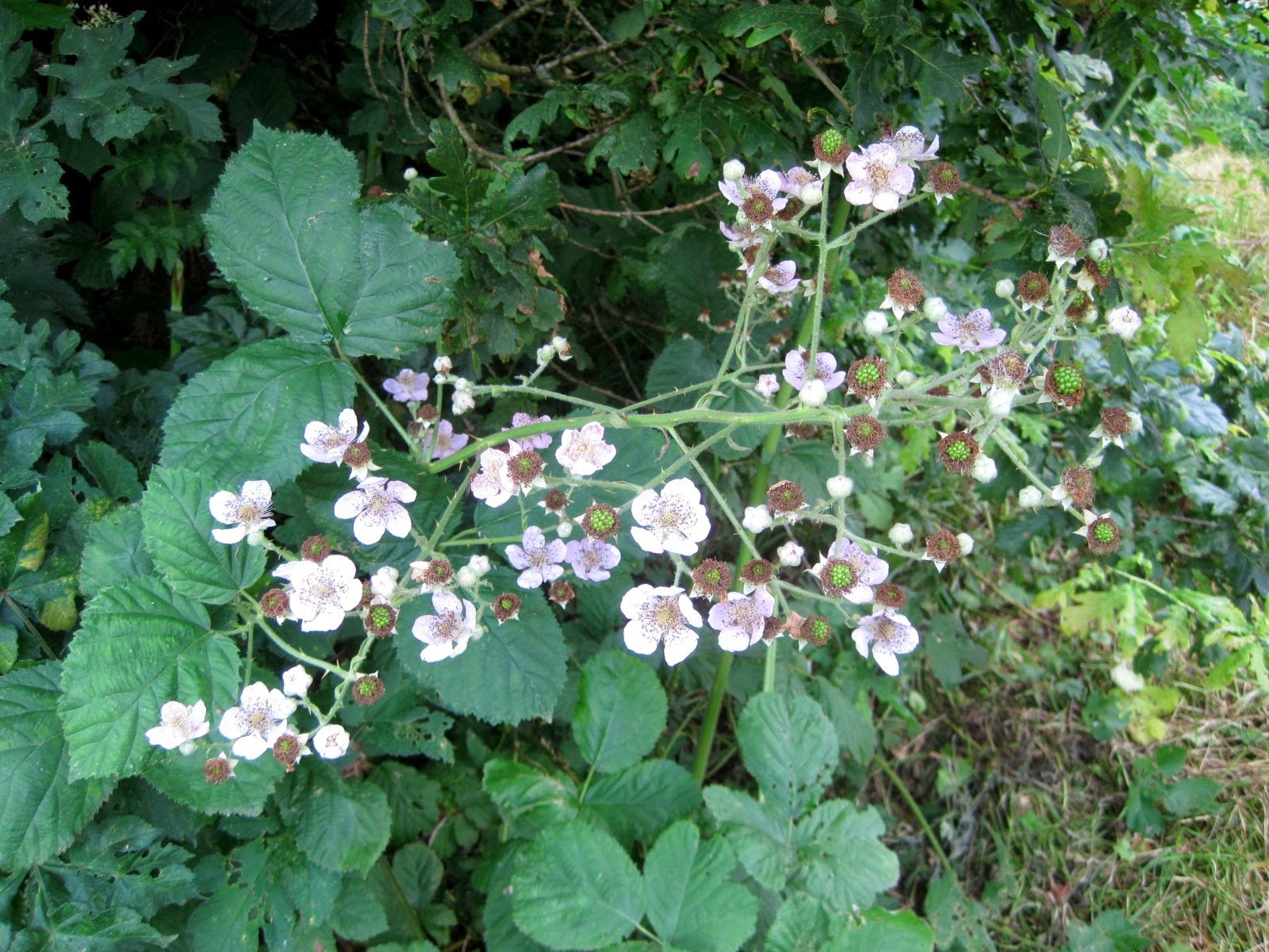 Filnore Woods Blog: Bramble flowers becoming blackberries