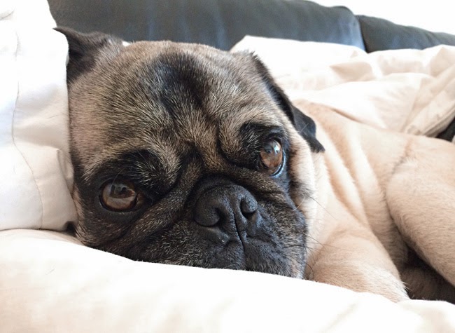 The Daily Puglet: YAWN