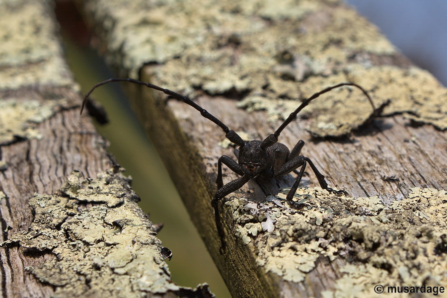 Le morime rugueux, Morimus asper | Musardage du côté de Trégunc