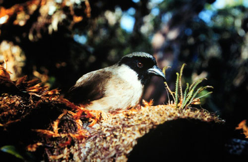 Ho‘okuleana: Poʻouli - Critically Endangered (Possibly Extinct) Forest Bird