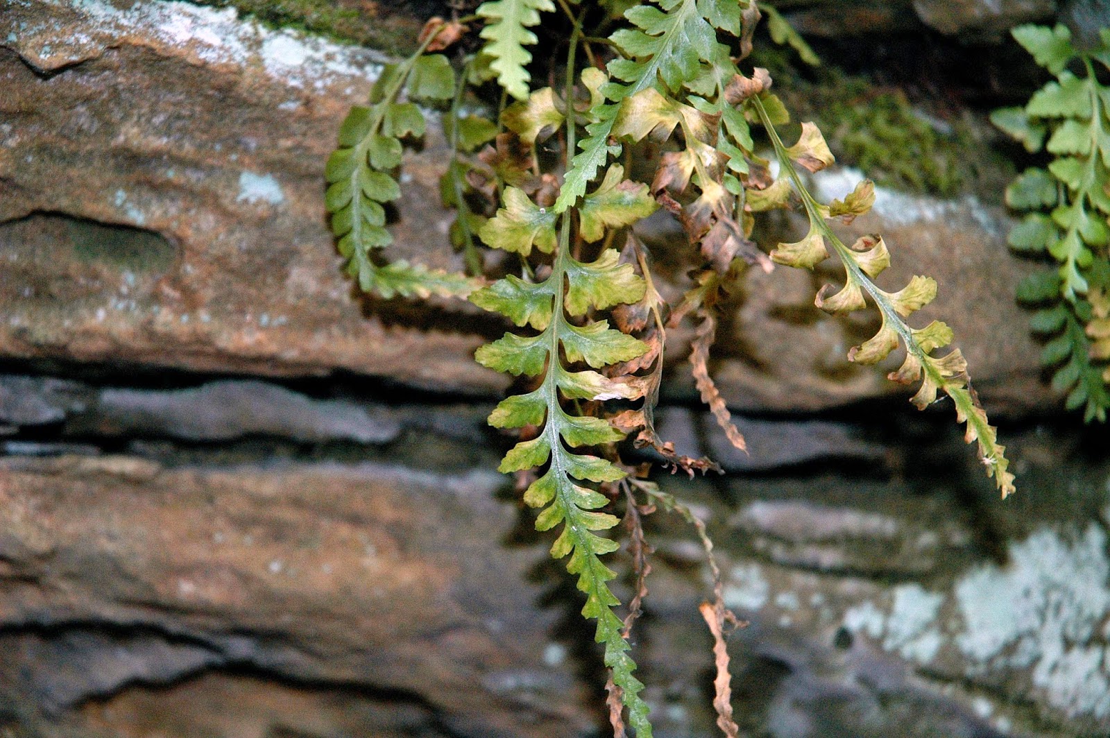 Field Biology in Southeastern Ohio: Lake Katharine State Nature Preserve