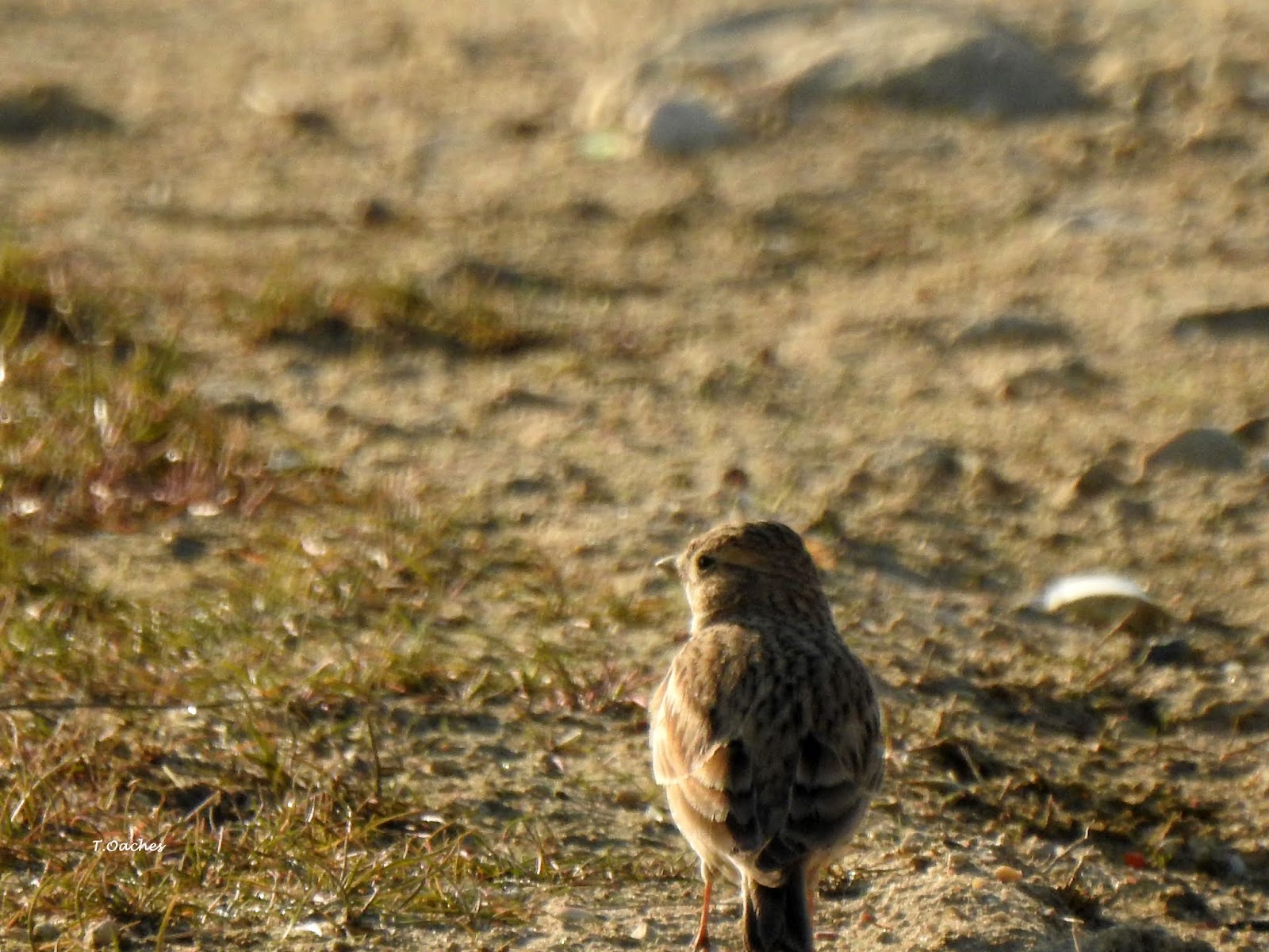 PASARI DIN ROMANIA: CIOCARLIE MICA, Calandrella rufescens
