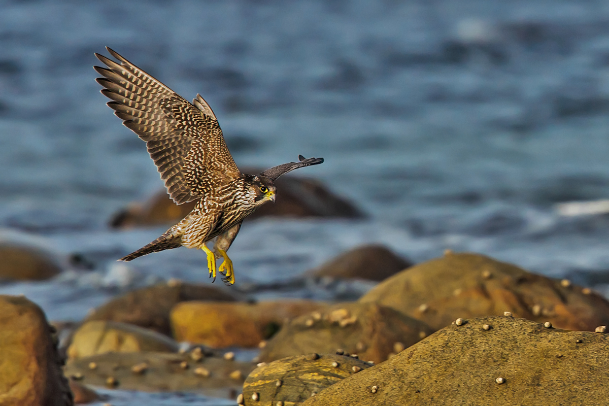 Ottar`s fotoblogg, fugler dyr og natur: Vandrefalk (Falco peregrinus ...
