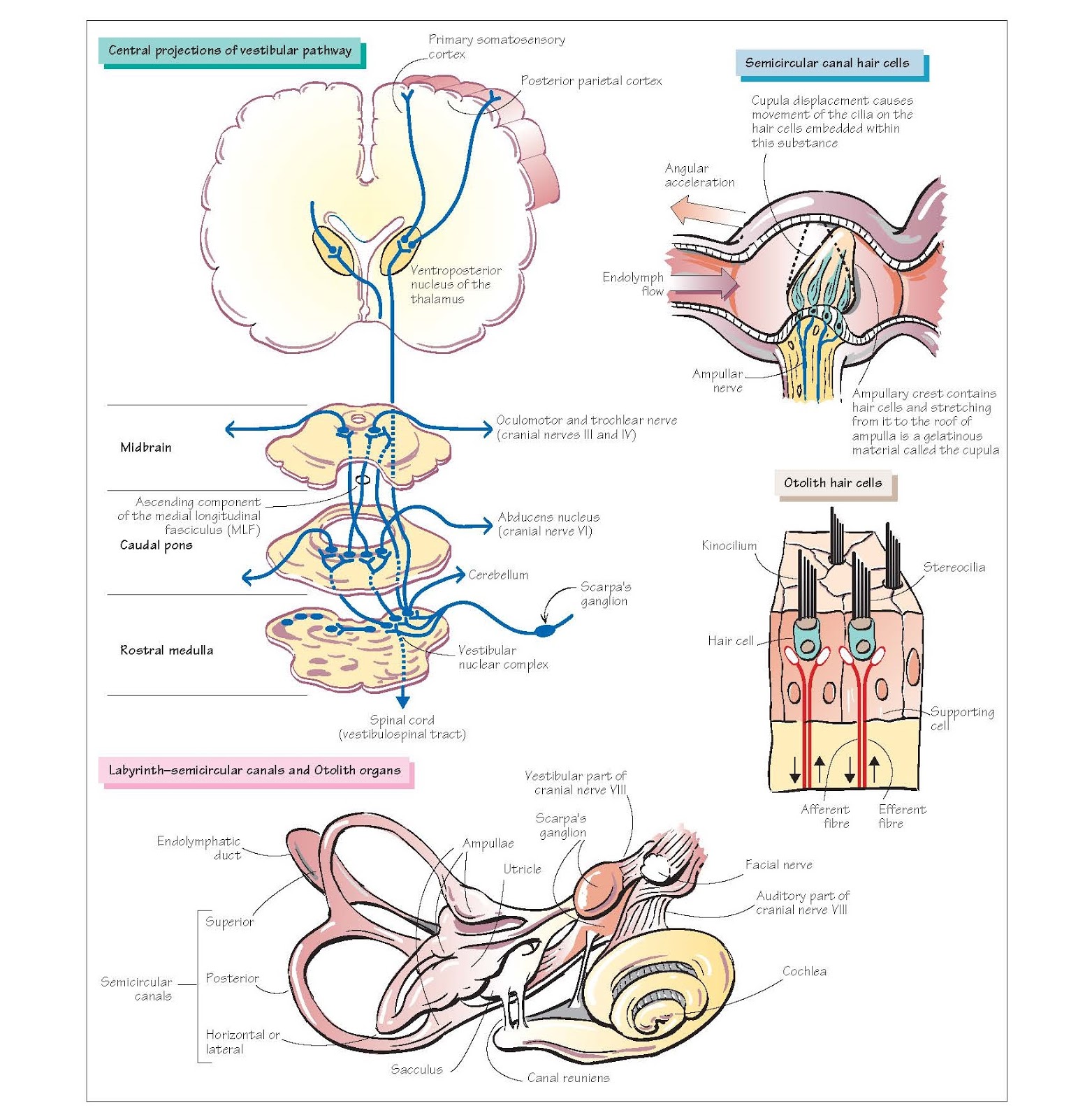 Vestibular Pathway