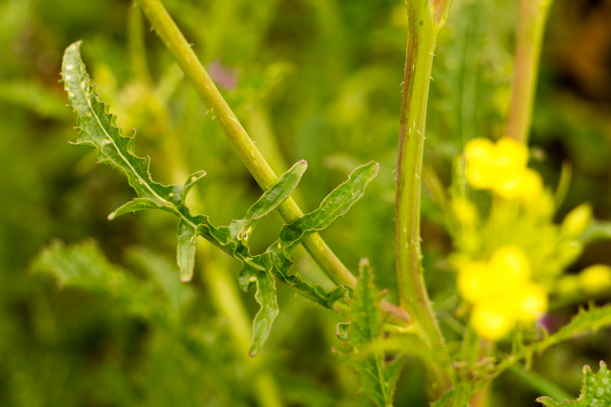 Plantas de Huerta Otea, Salamanca: Jaramago, jamargo, mostaza silvestre ...