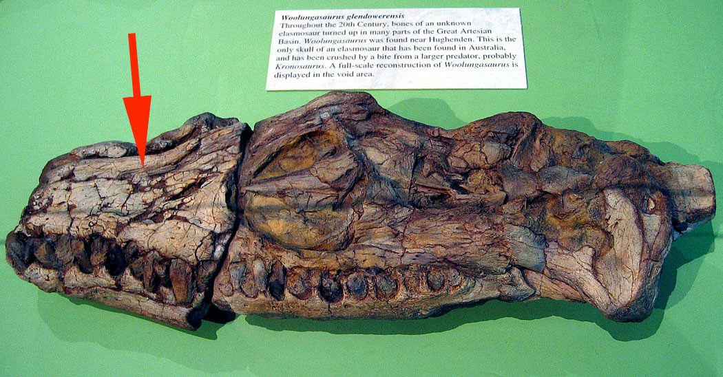 The Great Cretaceous Walk: Kronosaurus: The King (or Queen) of the ...