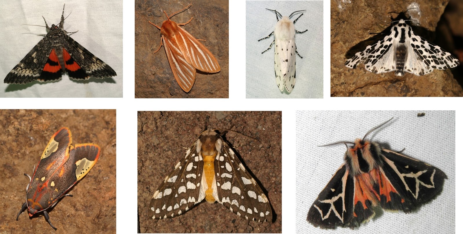 Arizona: Beetles, Bugs, Birds and more: Bug Safari 2015 - Northern Arizona