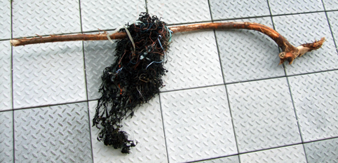 A bad witch's blog: My Home-Made Staff From Beachcombed Flotsam
