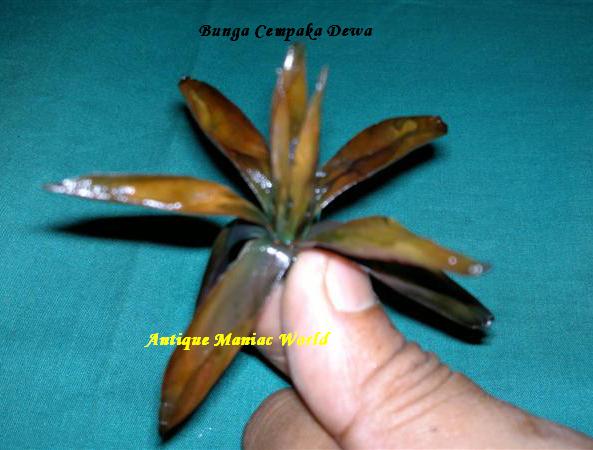 Badai Mencak Kelambit Biru: Bunga Cempaka Dewa @ Cempaka Pelangi dari ...