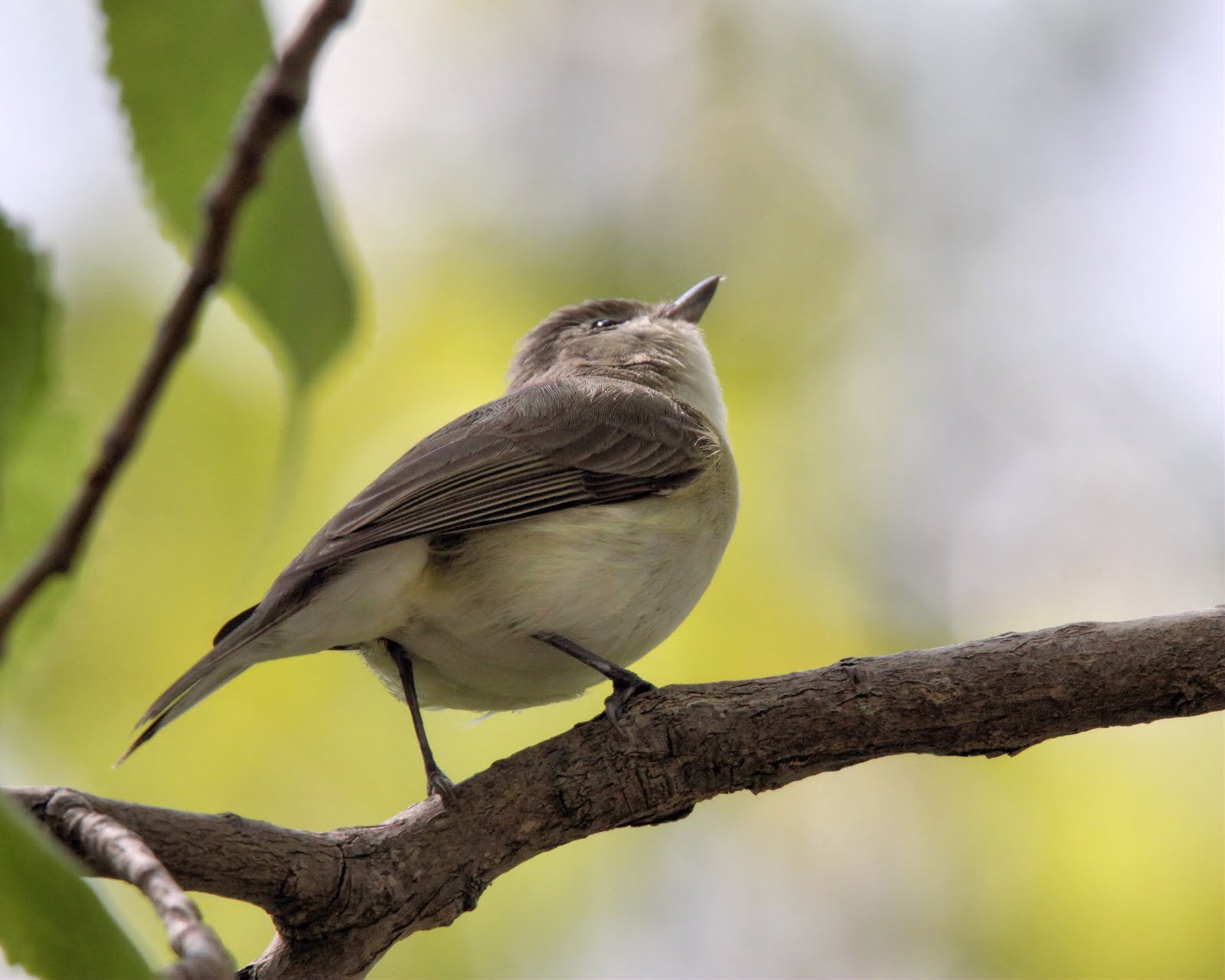 Birds from Behind : 06/01/2011 - 07/01/2011