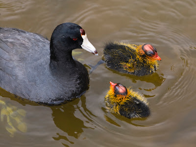 Wildlife of the World: American Coot