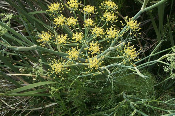 fenicul planta medicinala-fennel herb | farmacia naturala