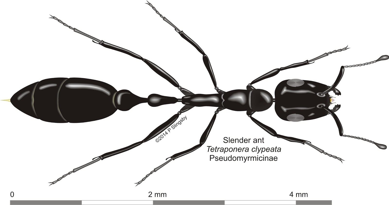 - Ants of Southern Africa -: Tetraponera species: Slender ants