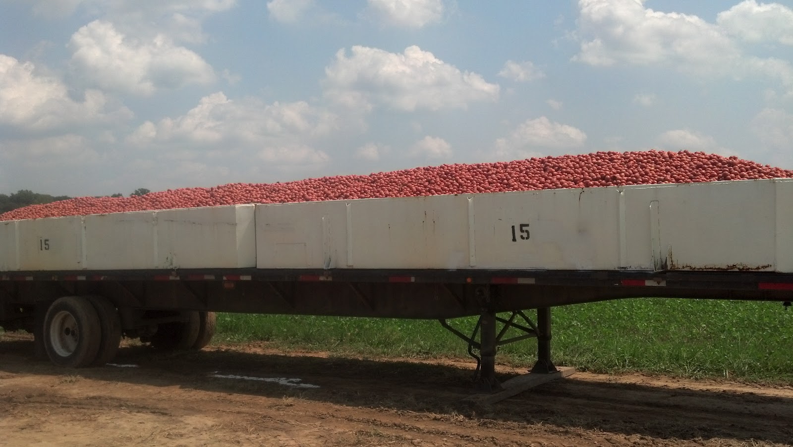 The Foodie Farmer: August means tomato harvest