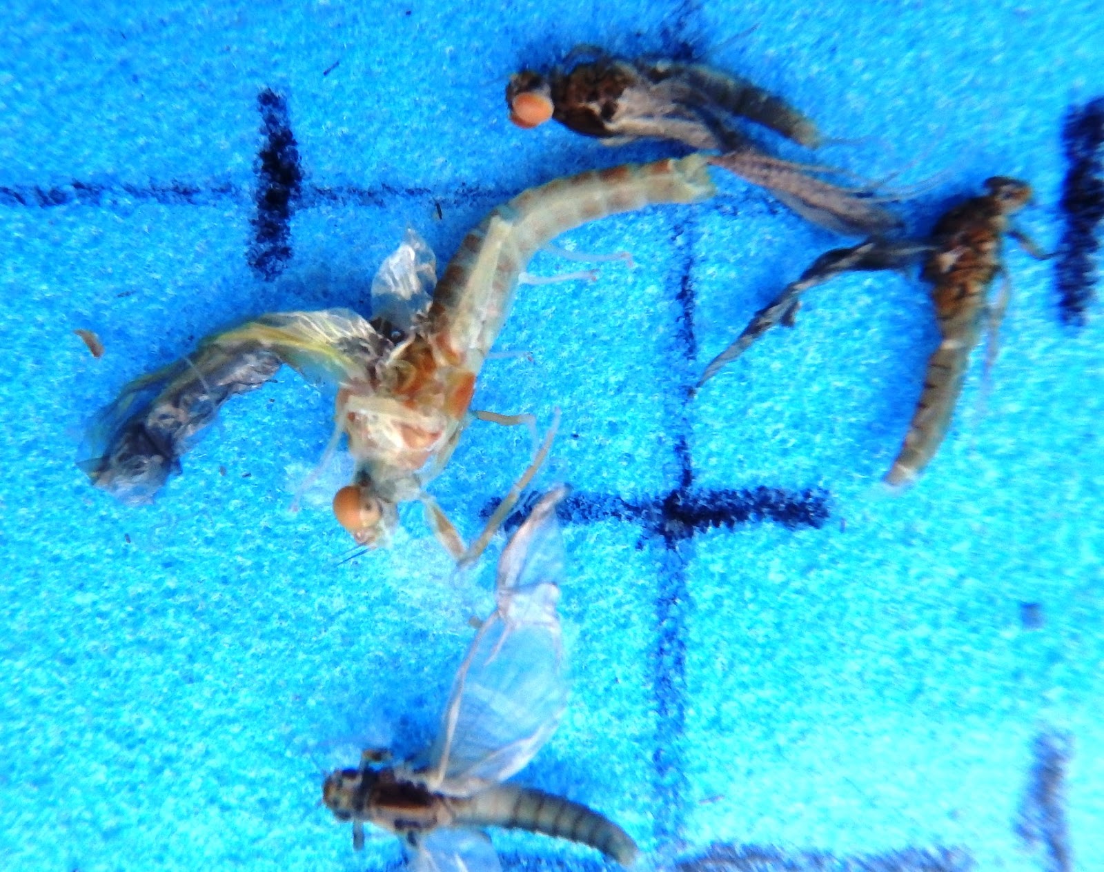 Mountains, Rivers, & Trout: October Summary: Fall Baetis Hatch (& Some ...