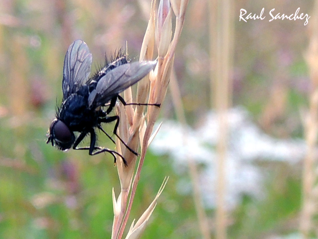 Naturaleza Viva : Mosca negra simúlidos (Simuliidae)
