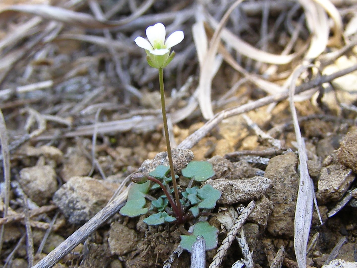 Ohio Flora: Leavenworthia uniflora