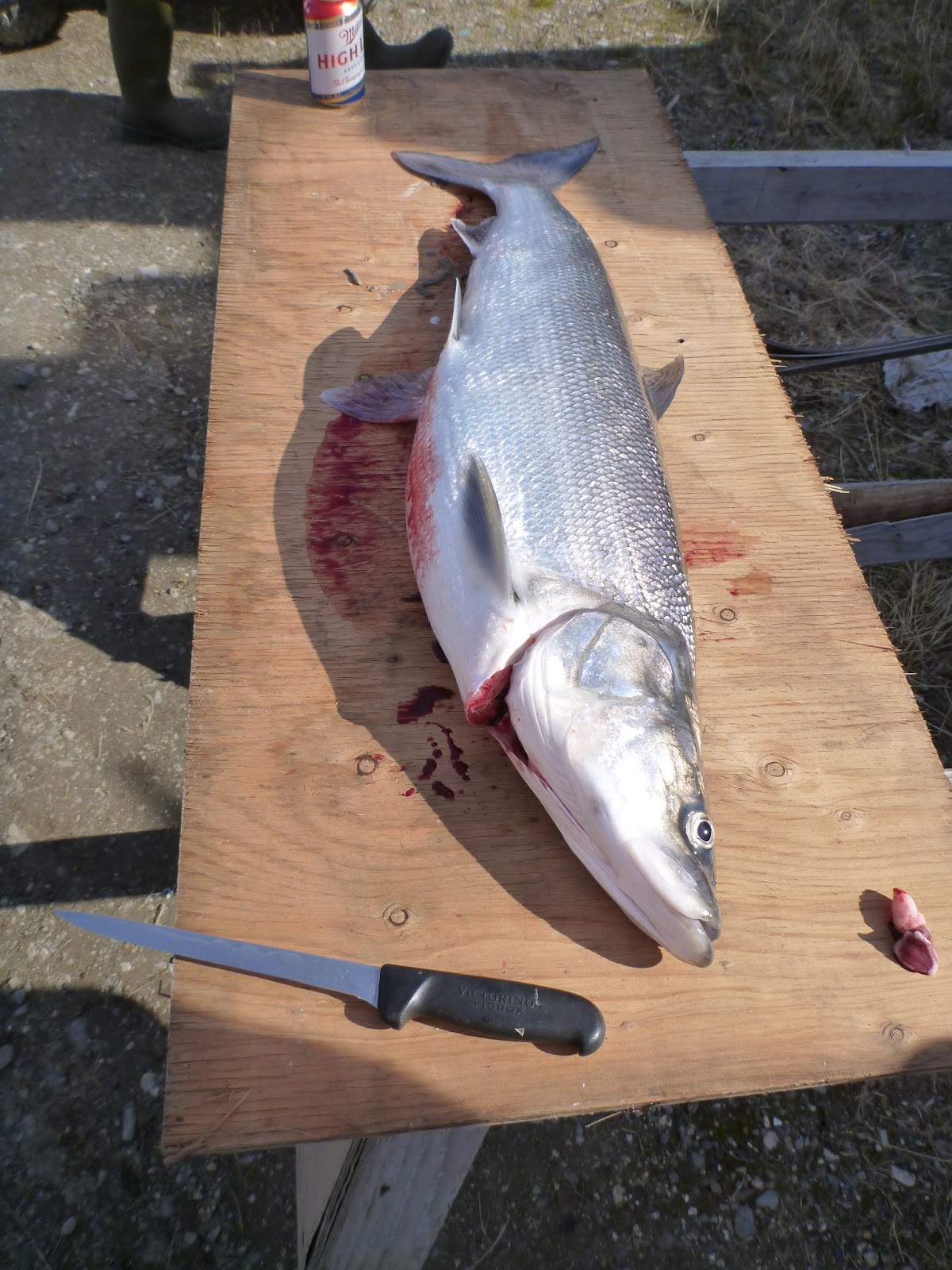 Fieldwork, Travel, and Food: June 2013