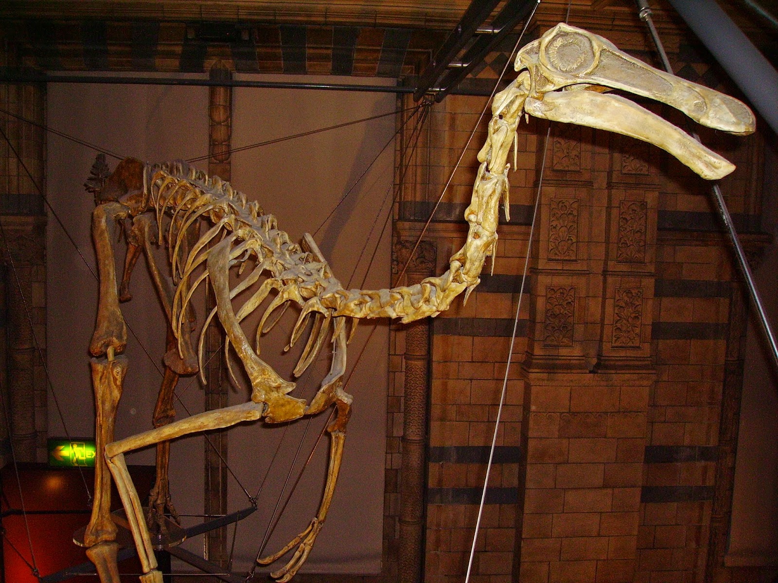 IlRegnodeiFossili: Il Gallimimus vuol dire finto gallo