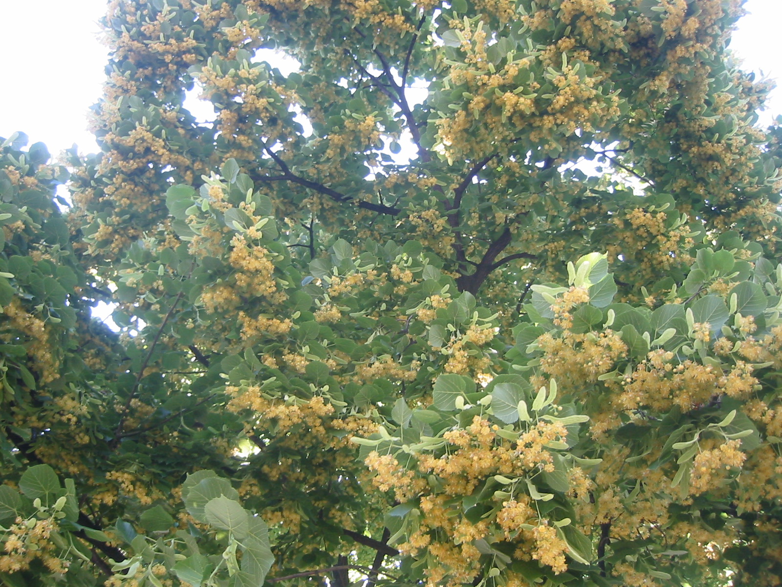 Legendele florilor: Regatul teilor infloriti