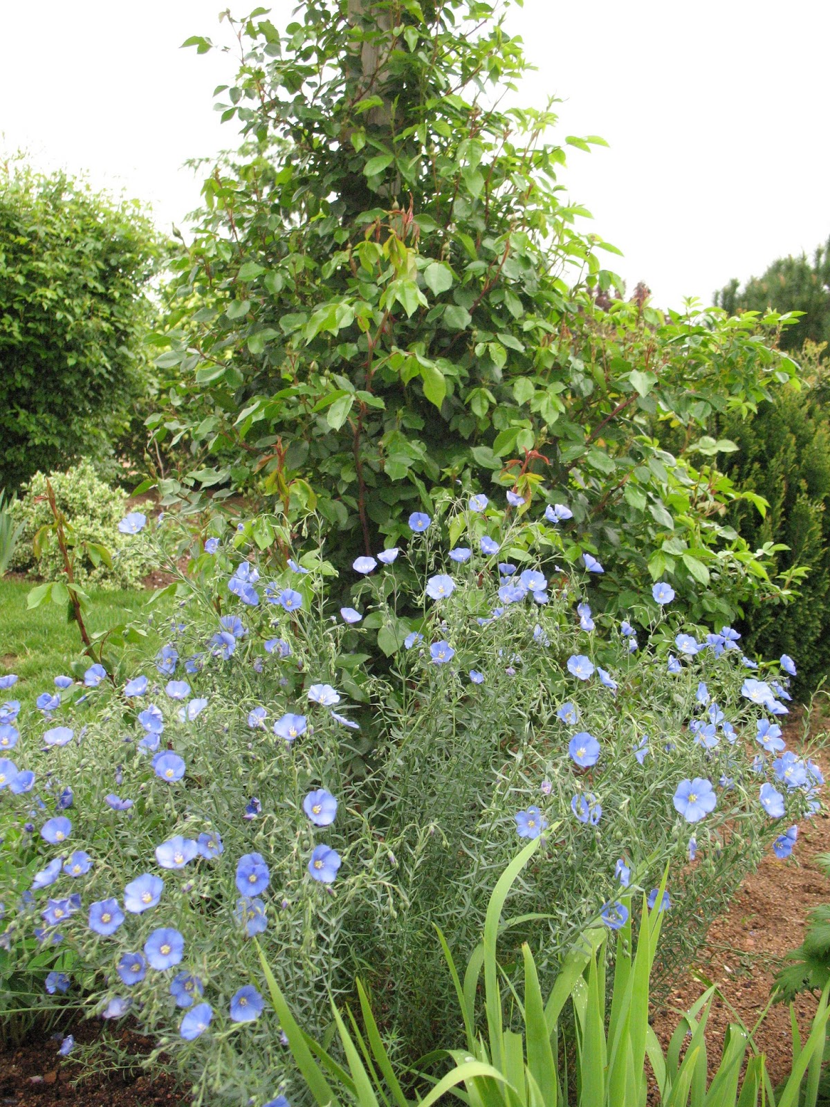 Roses du jardin Chêneland: Lin vivace bleu