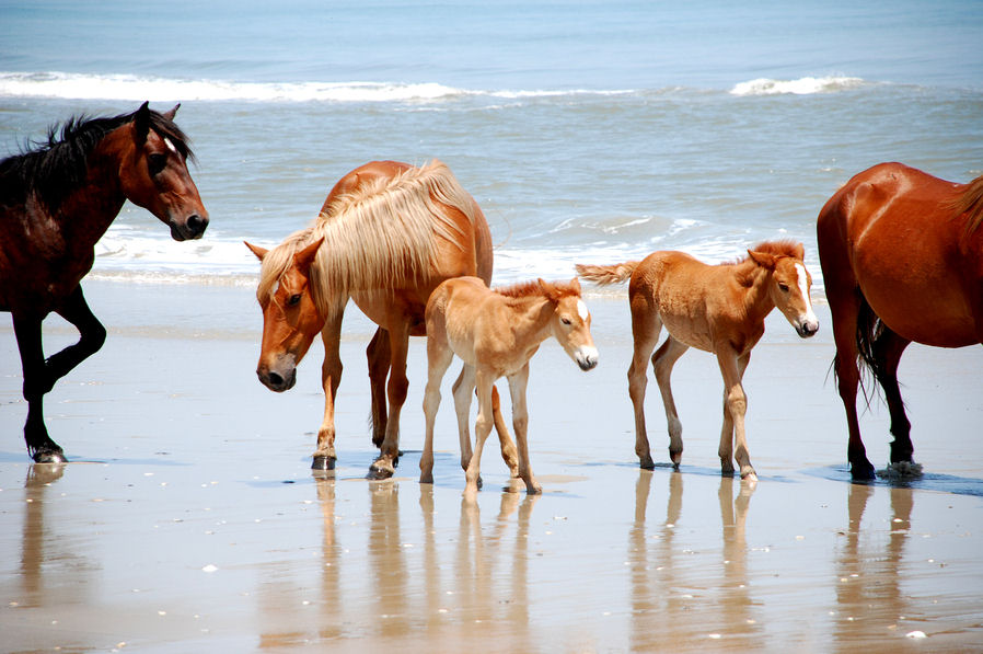 Banco de Imágenes Gratis: Familia de caballos en la playa - Horses family