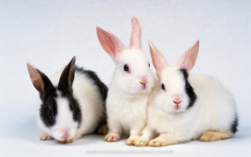 Beautiful Wallpapers for Desktop: Beautiful Rabbit HD Wallpapers