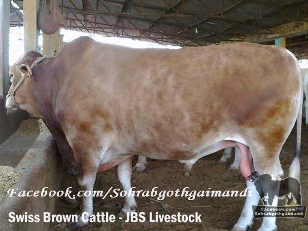 Sohrab Goth Gai Mandi Photos Gallery: JBS Cattle Farm Bulls Sale For ...