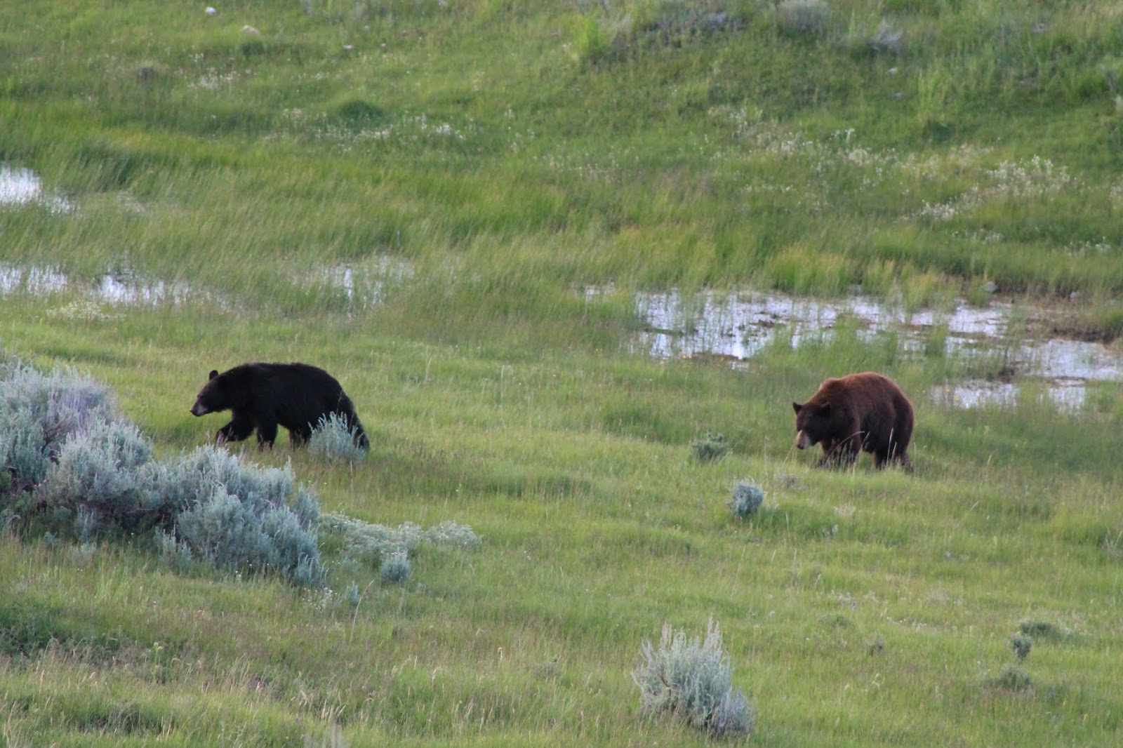 mkadventures: We live in the "BEARmuda Triangle"