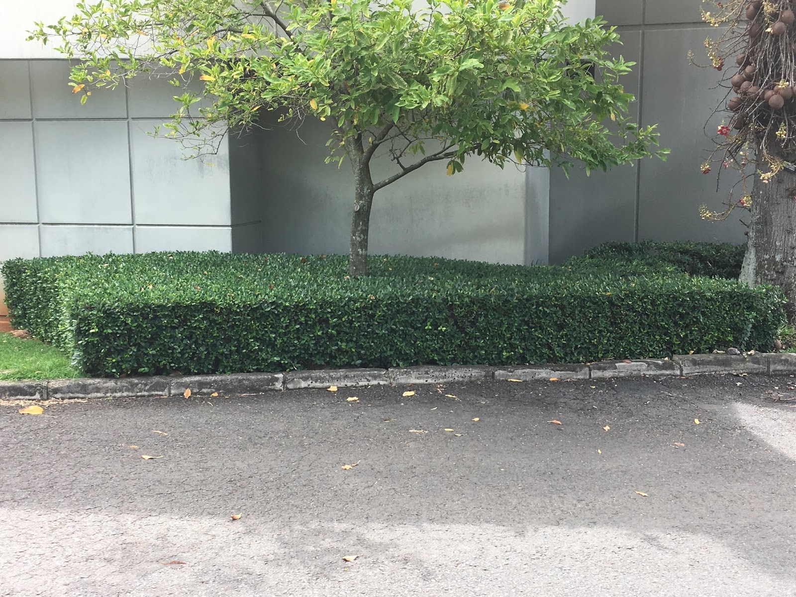 Ficus microcarpa var. crassifolia (Wax Fig)